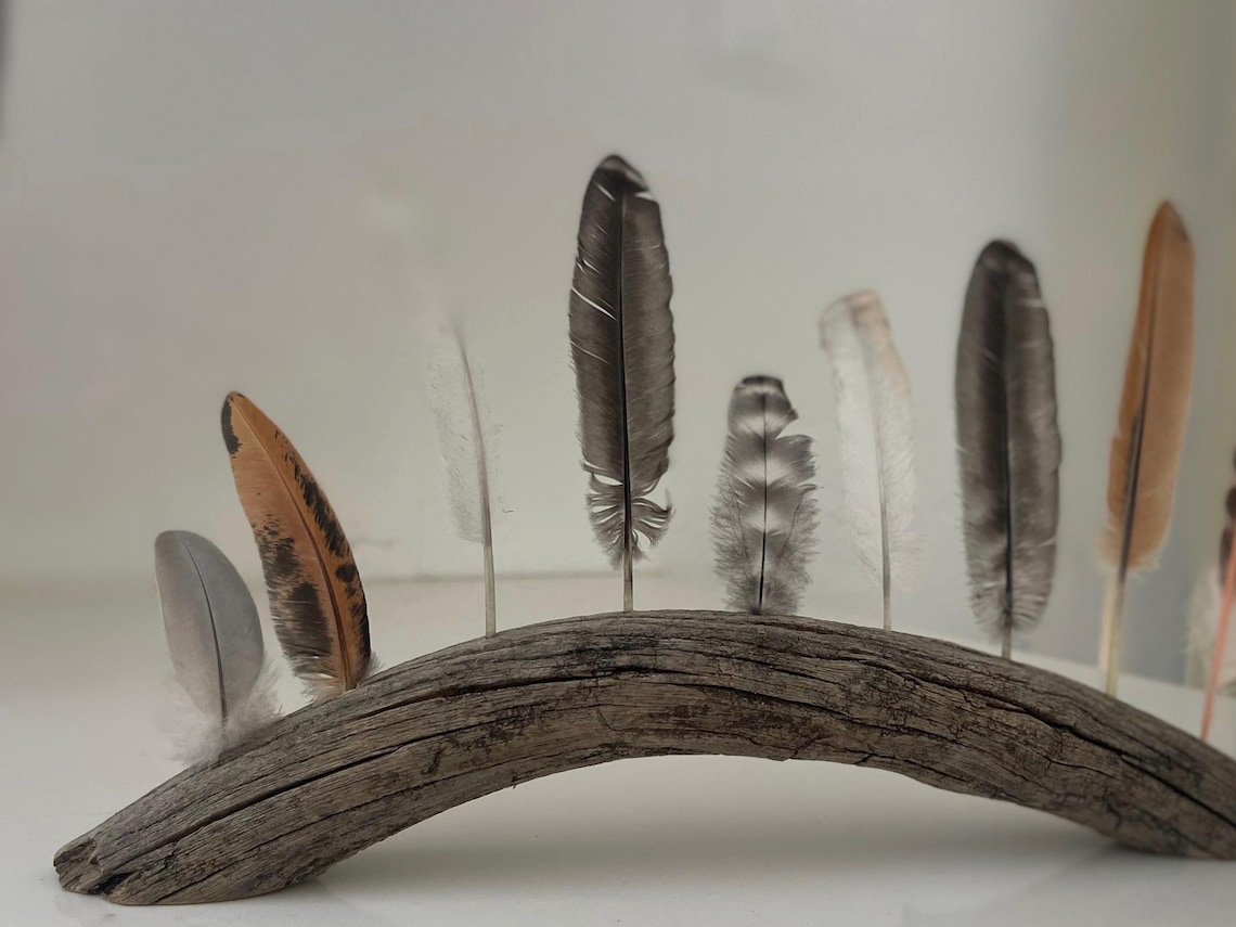 Natural Feather Displays - Etsy