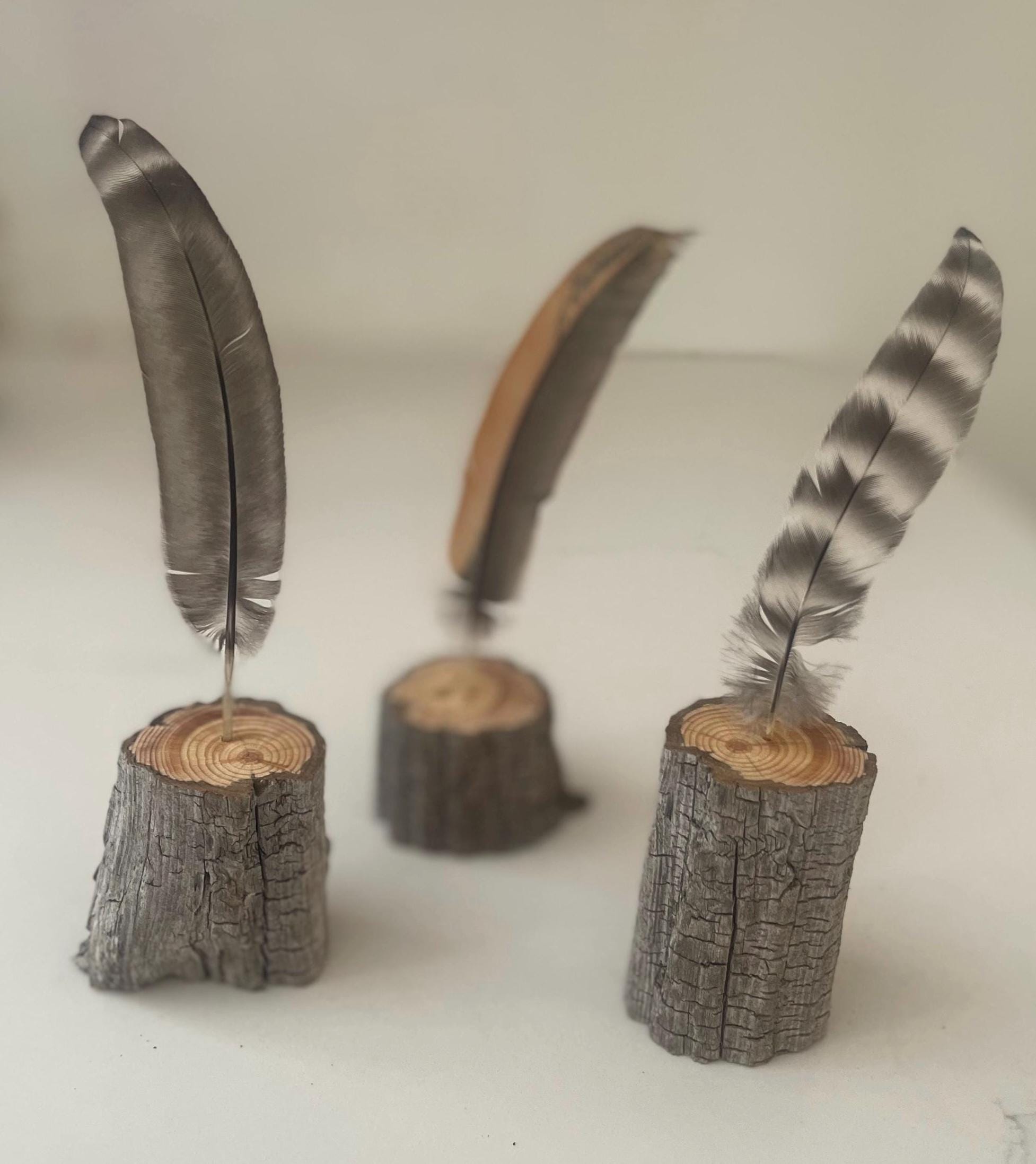 Natural Feather Displays - Etsy