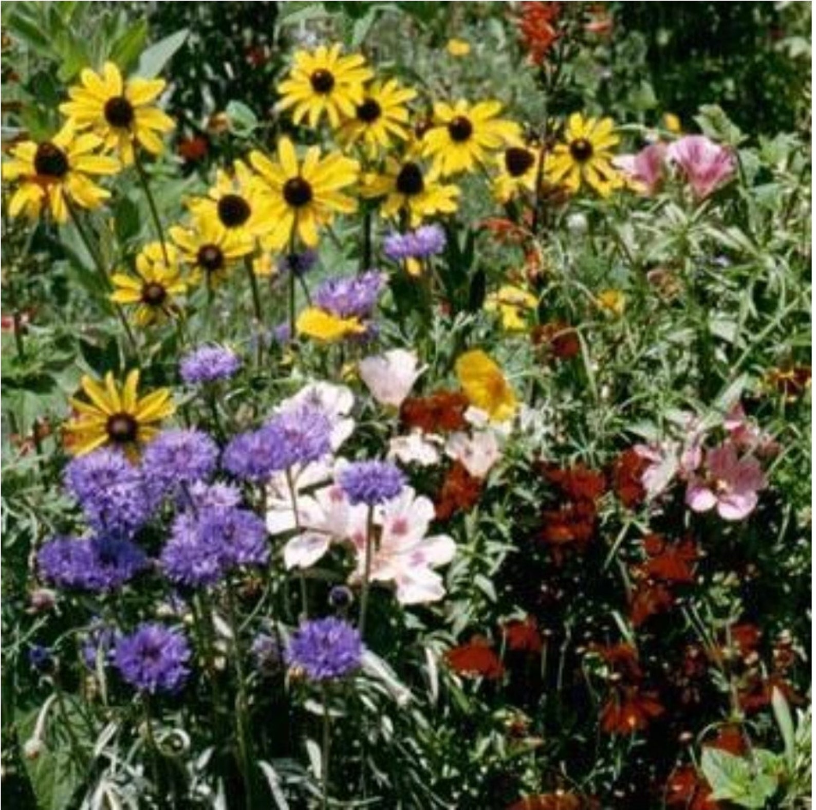 Butterfly and Hummingbird Wildflower Seed Mix, Annuals & Perennials, 12 ...