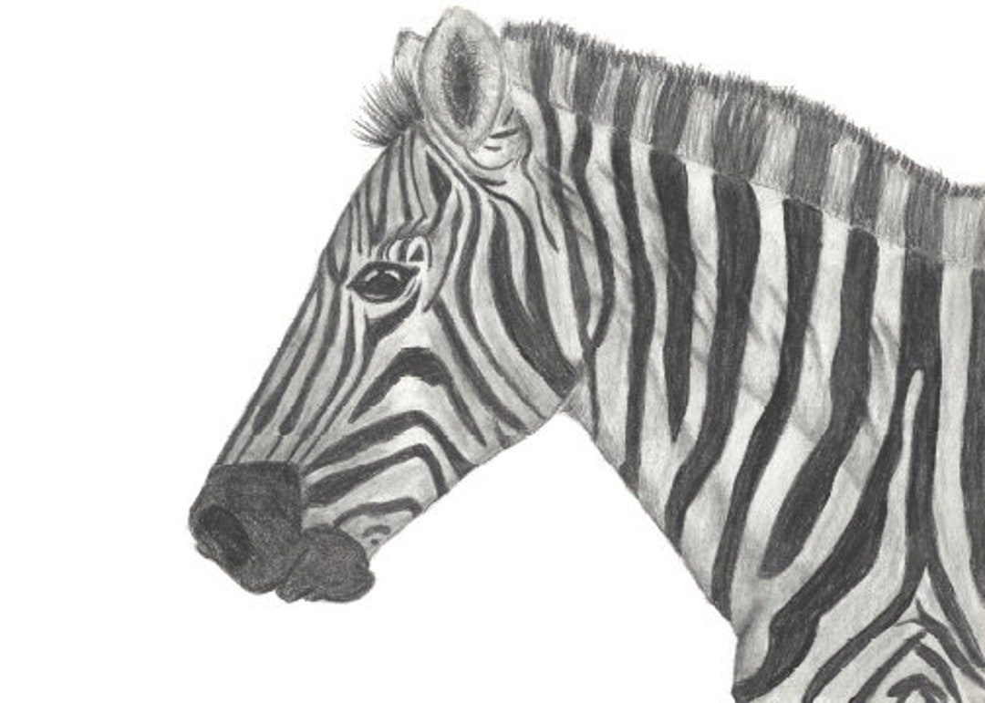 Cebra, Dibujo, Digital, Imprimible, Blanco y Negro, Colgante de pared ...