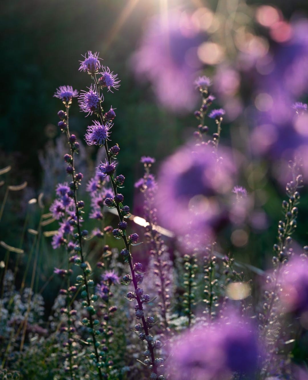 Heirloom Rough Blazing Star Seeds - Liatris Aspera - Native Heirloom ...