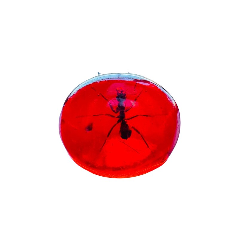 Insects in Lucite - Etsy