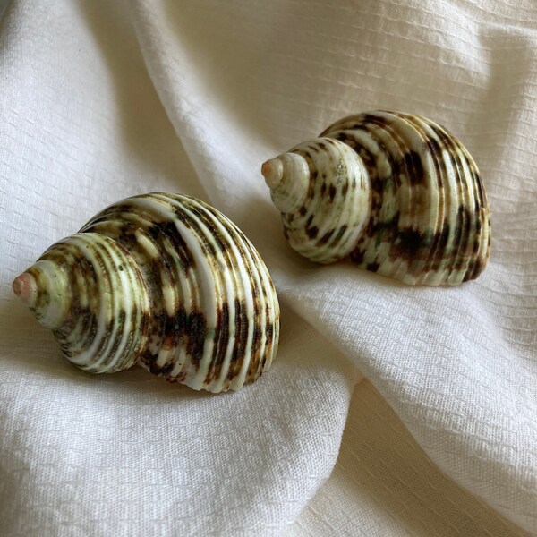 Hermit Crab Shell - Etsy