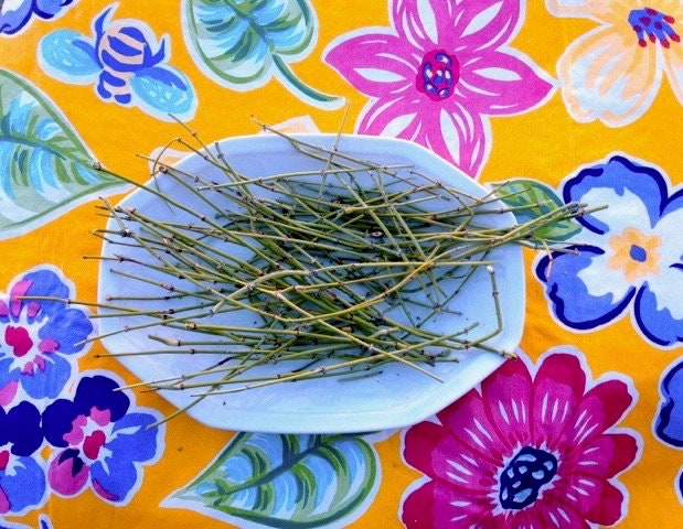 8 Oz Refreshing Mormon Tea, Mojave Desert USA Organic Dried Popotillo ...