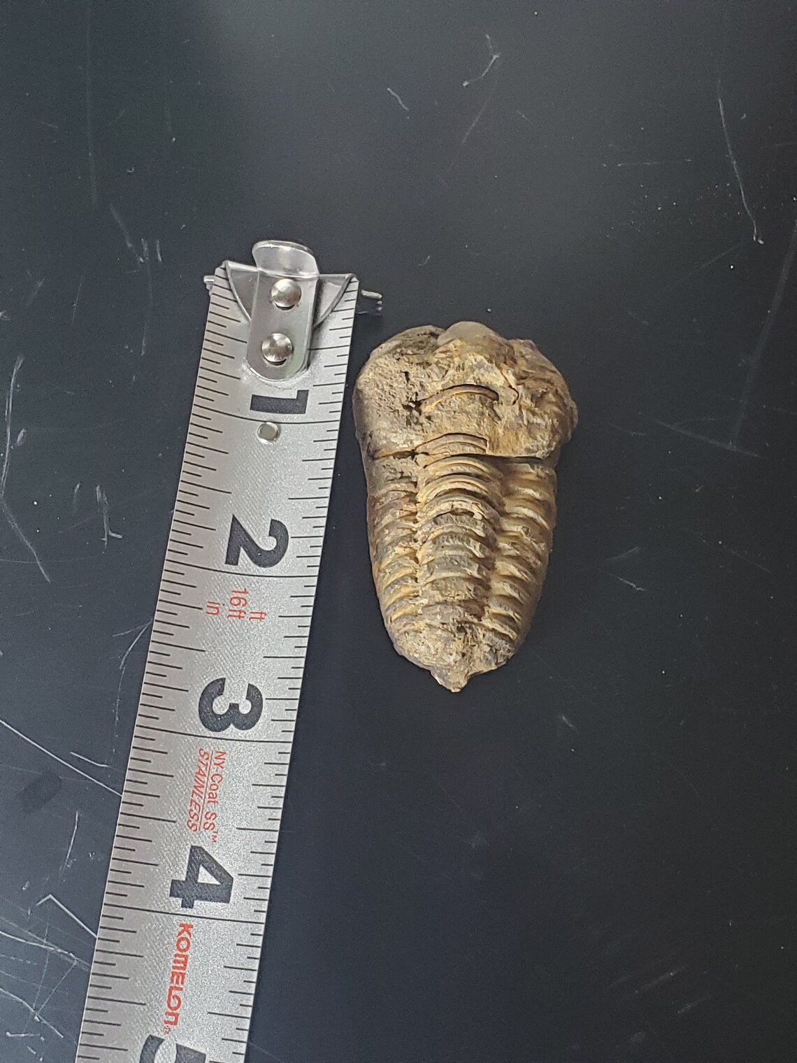 Morocco Trilobite Fossil 2 1/4 In. X 1 1/2 30g 350 - Etsy