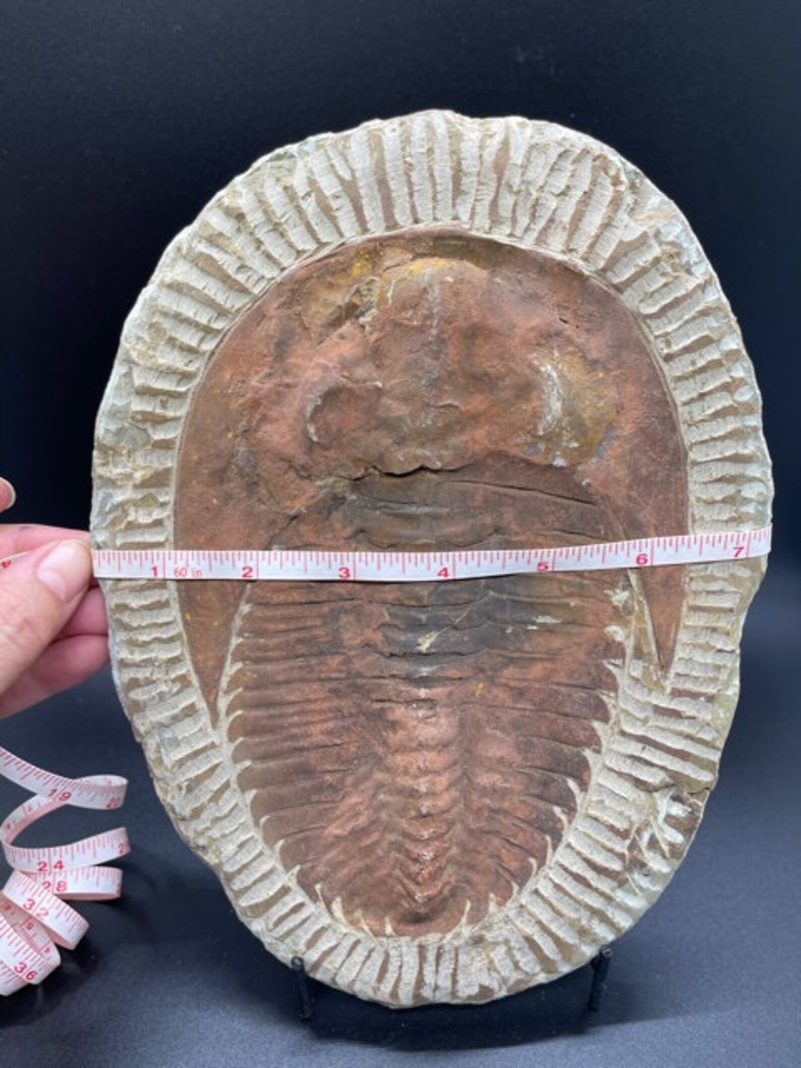 Extra Large Paradoxides SP Trilobite Fossil Plate 100% - Etsy