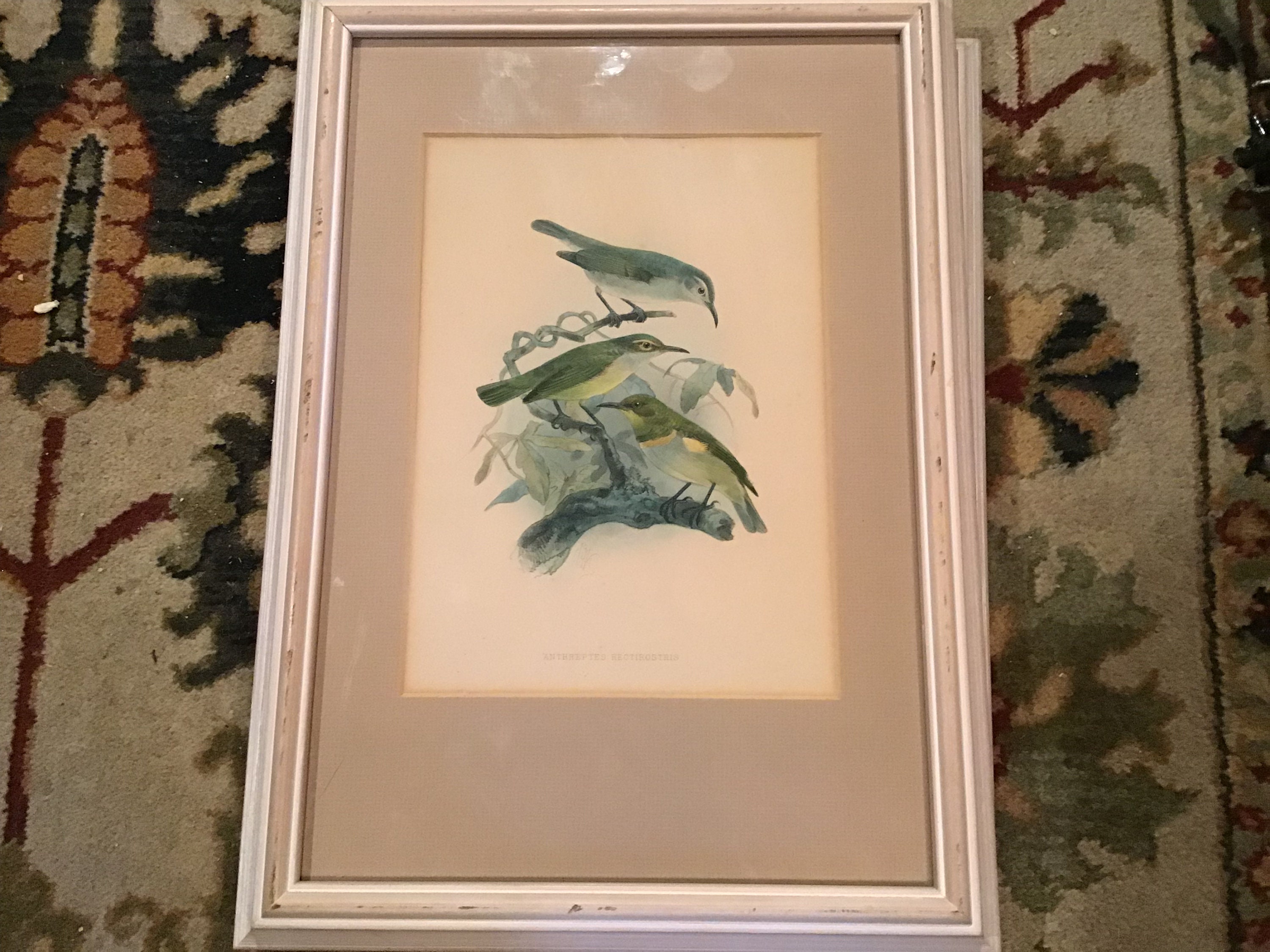 J G Keulemans Hand Colored Bird Lithographs - Etsy