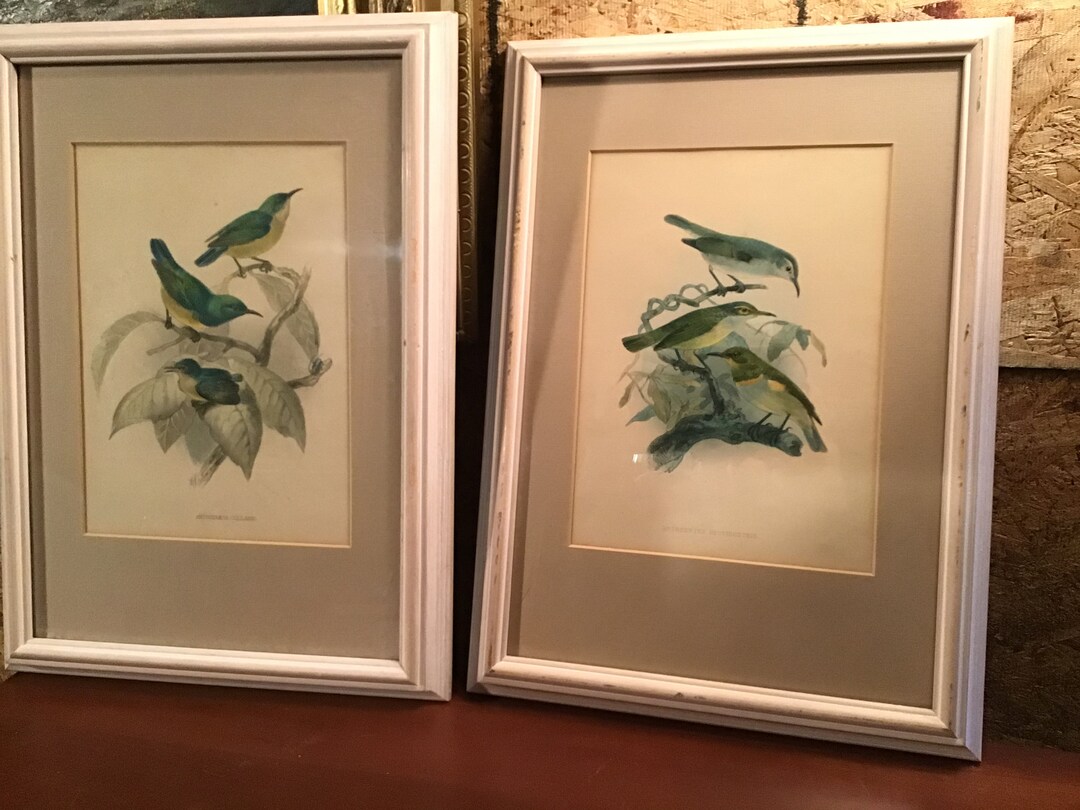 J G Keulemans Hand Colored Bird Lithographs - Etsy