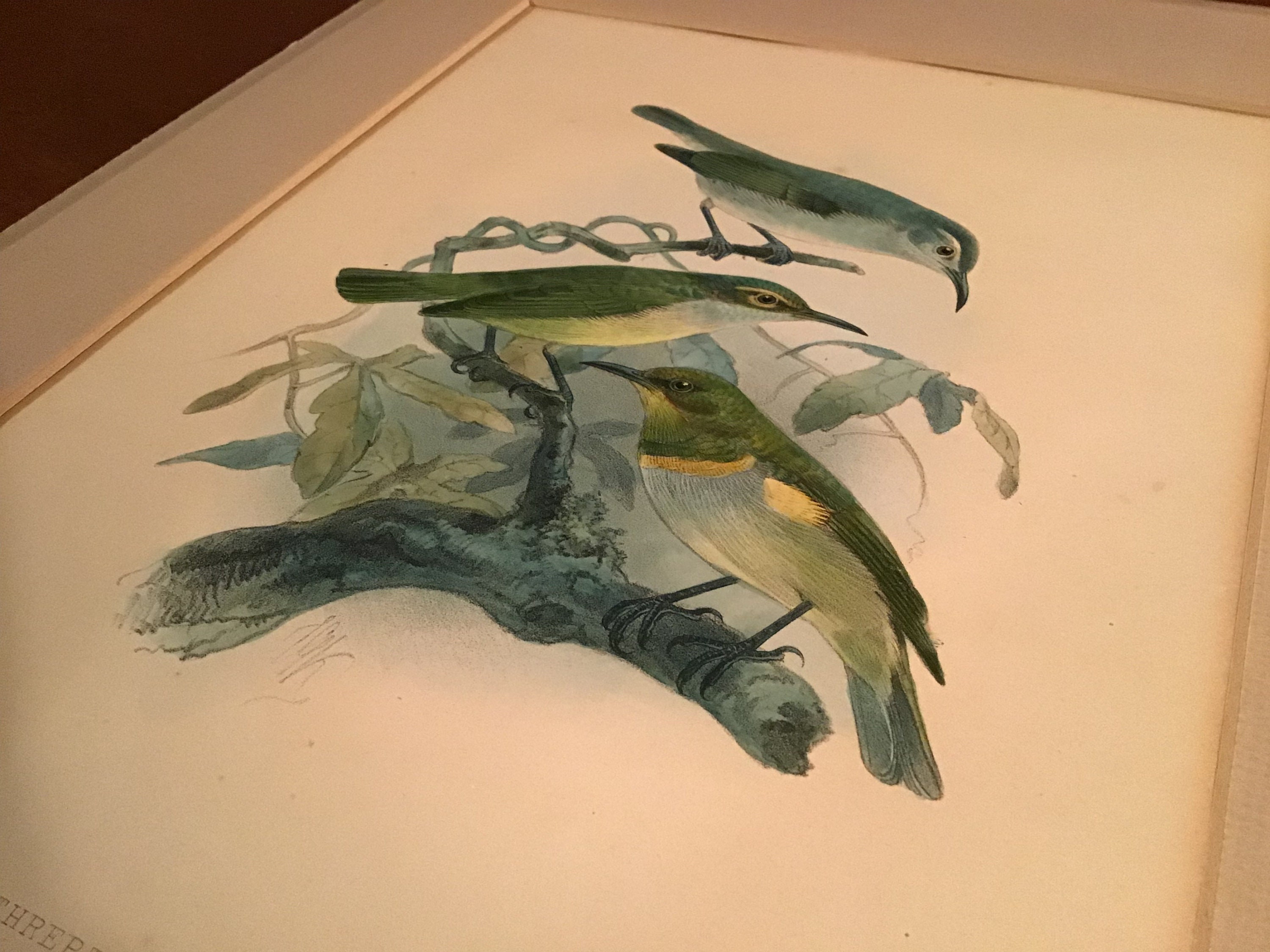 J G Keulemans Hand Colored Bird Lithographs - Etsy