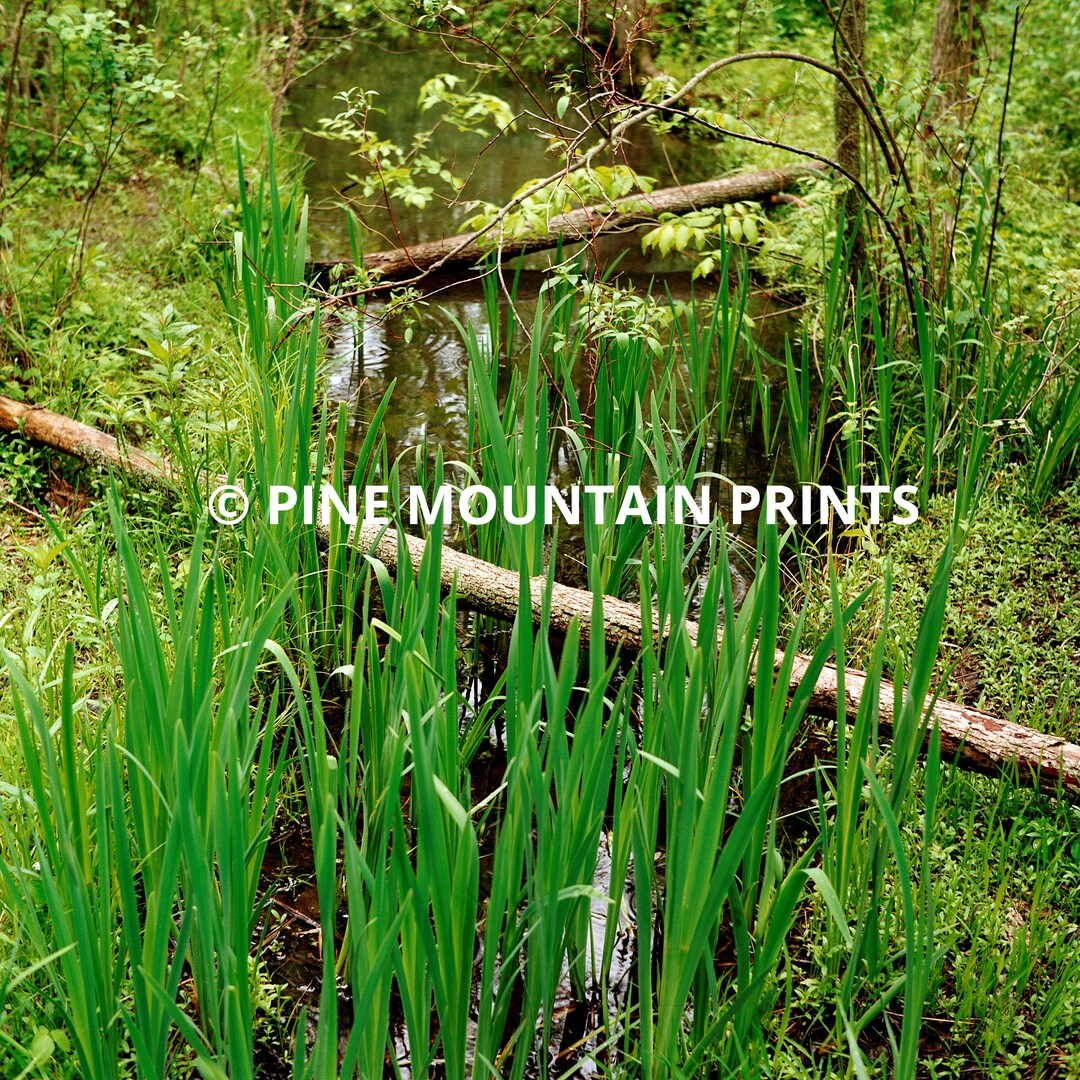 Creek and Green Grasses Reeds in Spring Printable Digital - Etsy