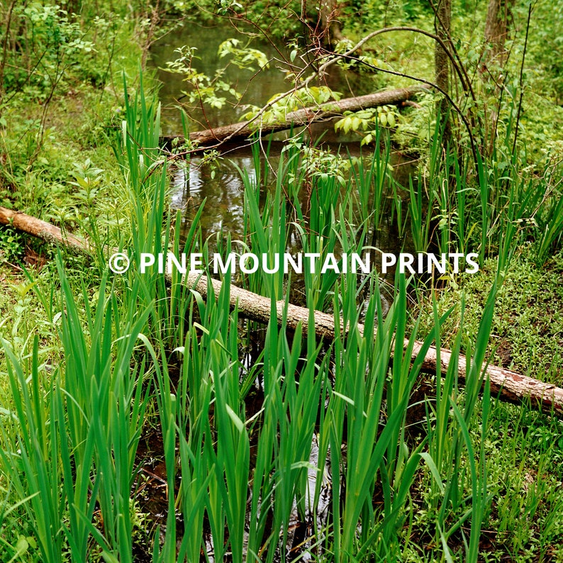 Creek and Green Grasses Reeds in Spring Printable Digital - Etsy