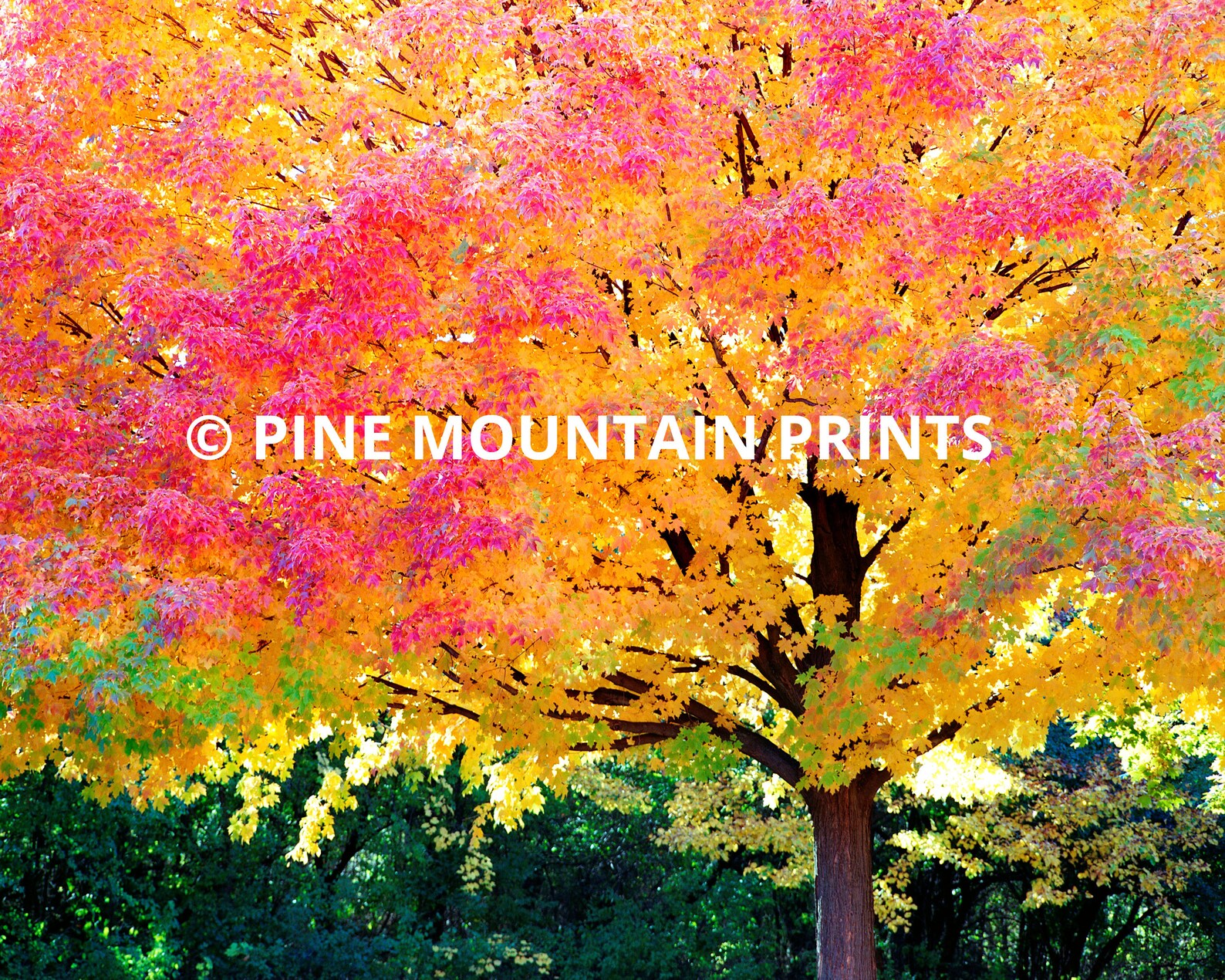 Fall Color Maple Tree | Printable Digital Download for Affordable Wall ...