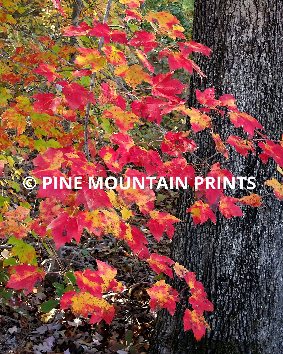 Fall Color Maple Bright Red | Printable Digital Download for Affordable ...