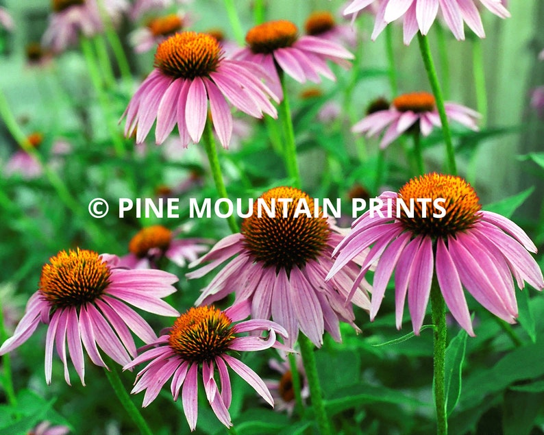 Pink Echinacea Photograph | Printable Digital Download for Affordable ...