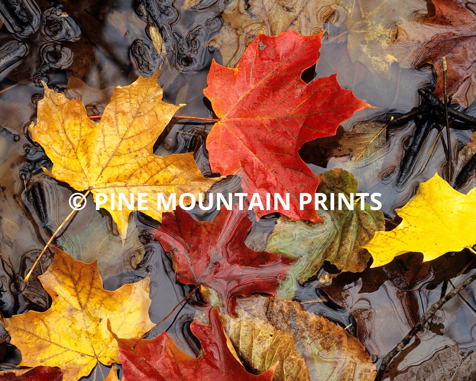 Fall Color Maple Leaves Close up Printable Digital Download for ...