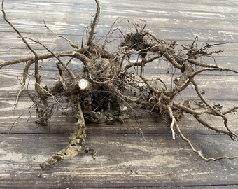Mullein Root - Etsy