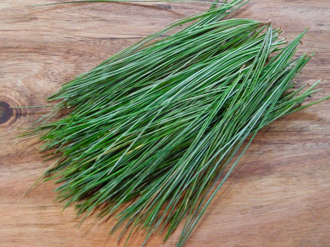 Blue Ridge Eastern White Pine Needles: Fresh Harvest, Organically Grown ...