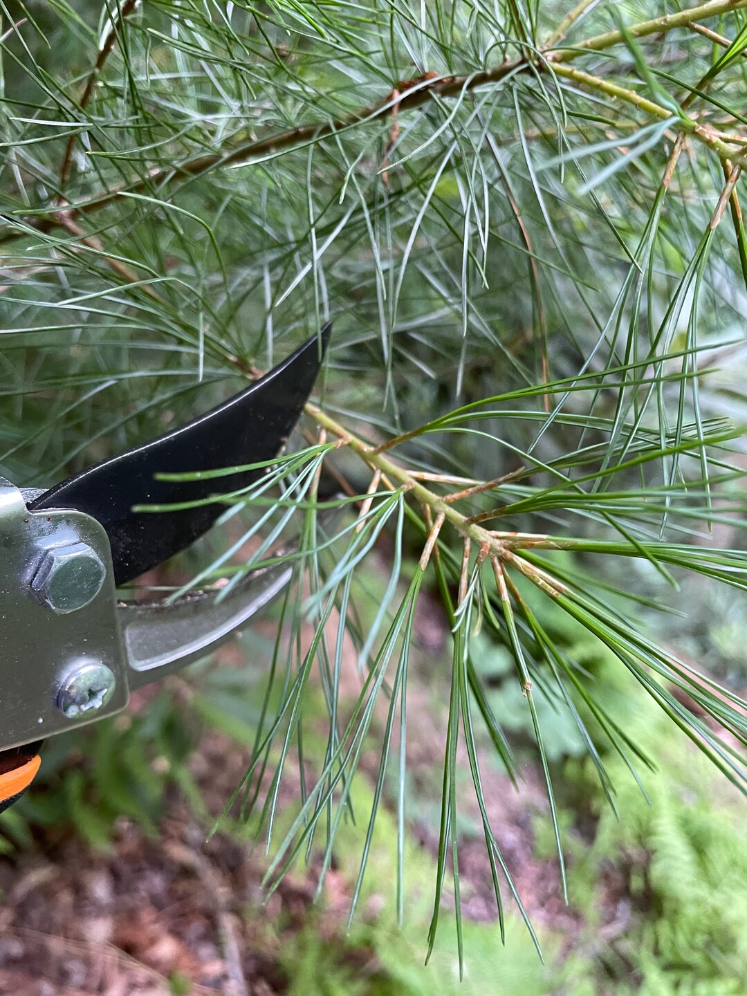Blue Ridge Mountains Pine Needle Tips- 2 Ounce - Etsy