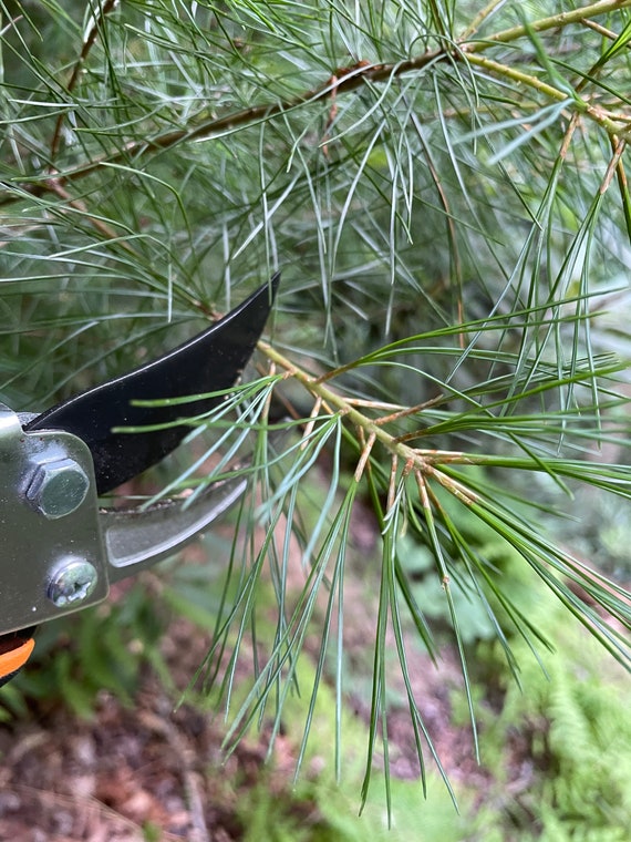 Blue Ridge Mountains Pine Needle Tips 2 Ounce | Etsy