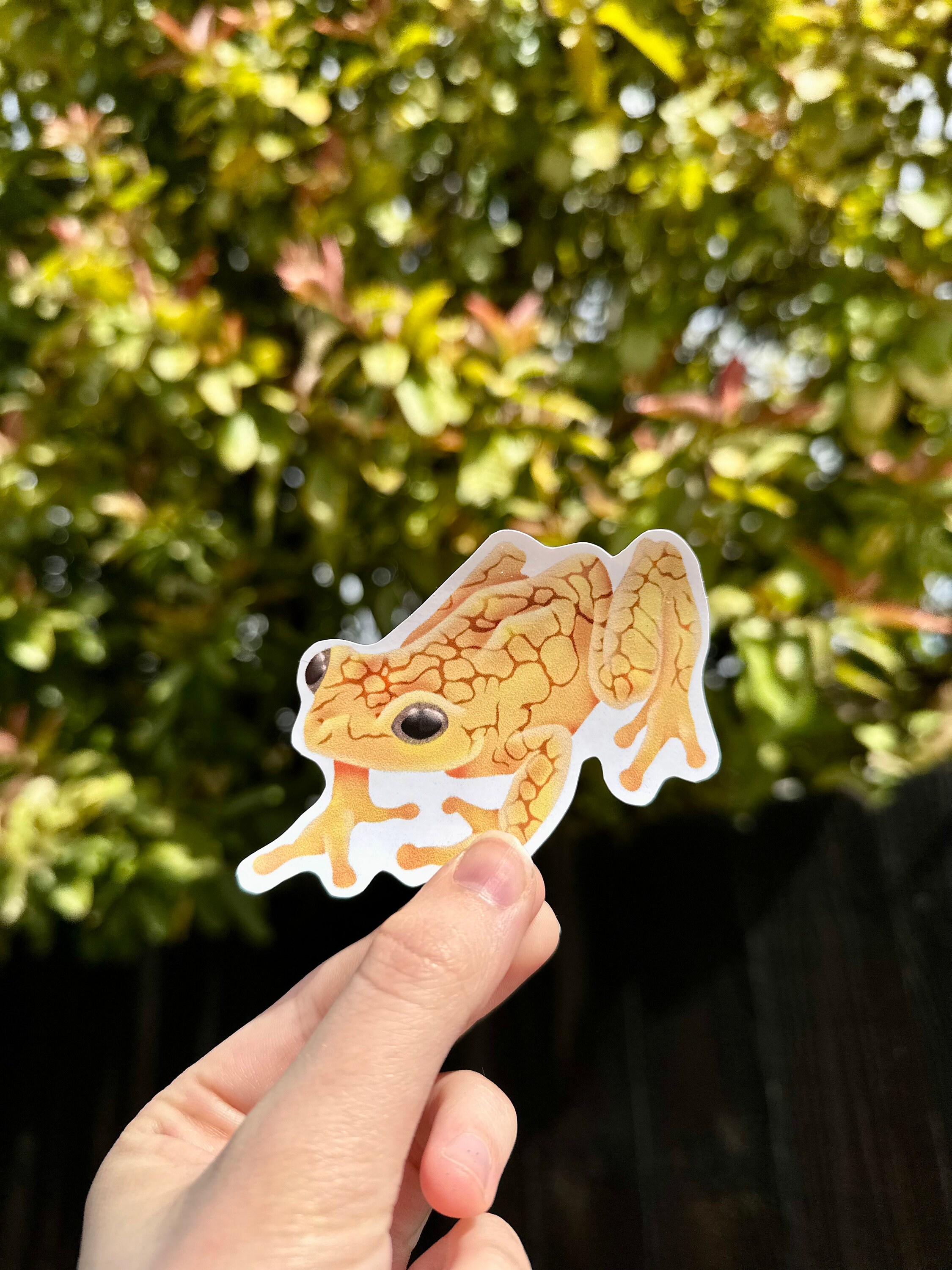 Dart Frogs Vinyl Sticker, Laptop and Water Bottle Decals - Etsy