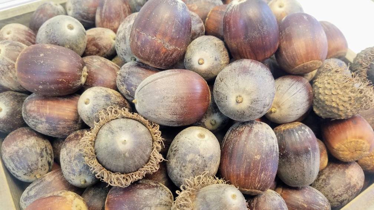 15 Large Bur Oak Acorns without caps from Texas Acorn Seeds | Etsy