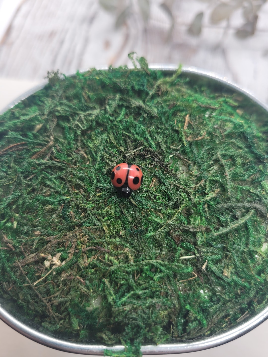 Miniature Lady Bug, Glass Lady Bug, Fairy Garden Decor, Terrarium ...