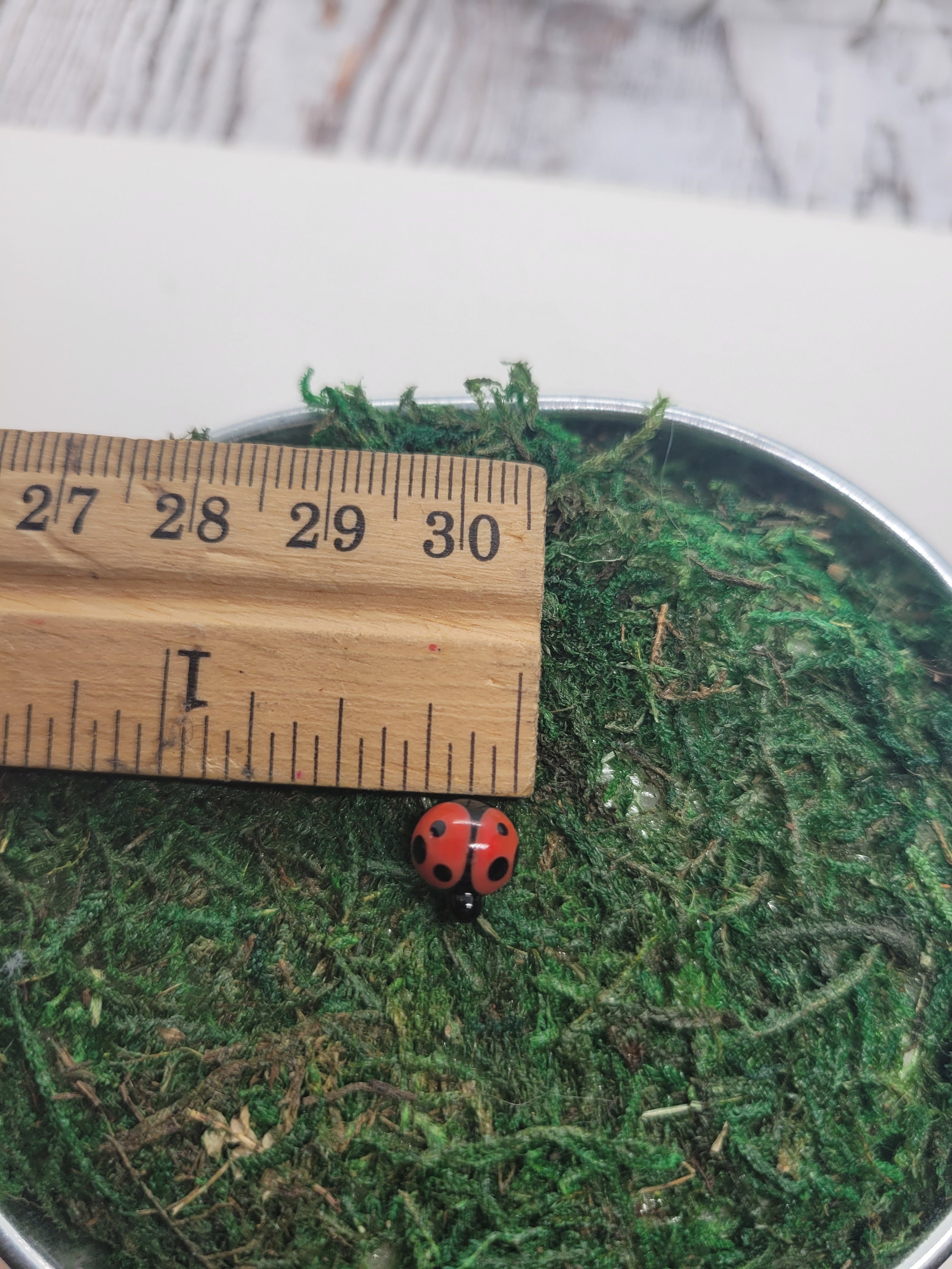 Miniature Lady Bug, Glass Lady Bug, Fairy Garden Decor, Terrarium ...