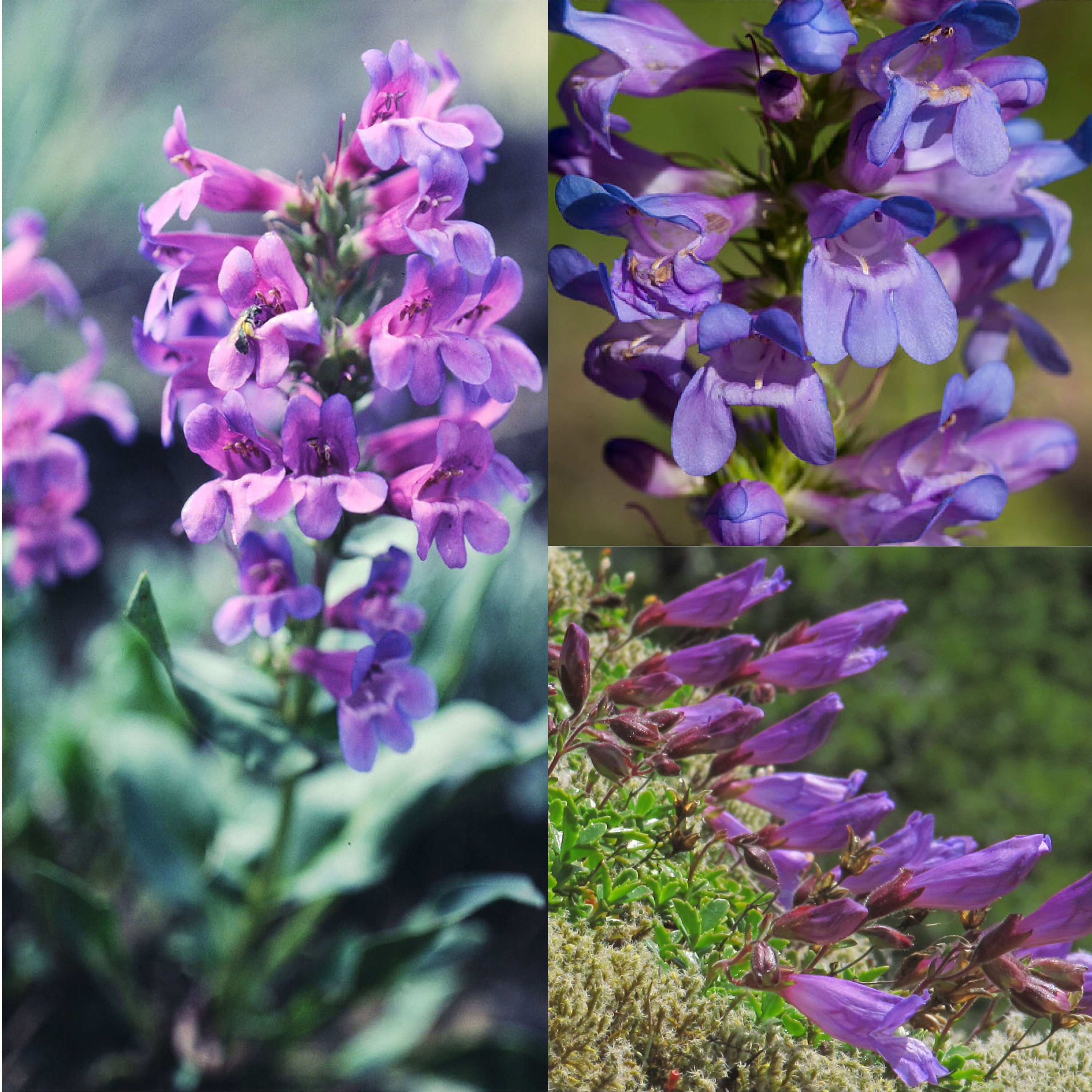 Ferns, Grasses & Bamboo Penstemon payettensis bulk wholesale seeds for ...