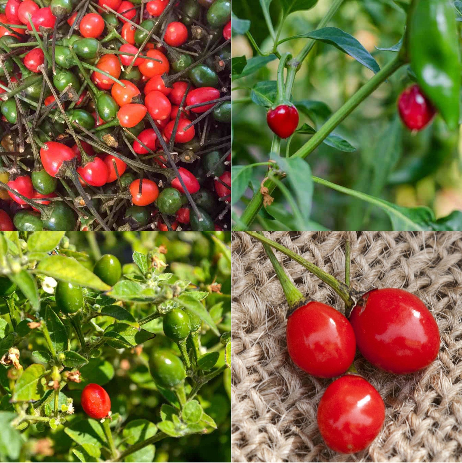 Chiltepin Peppers / chiltepe Capsicum annuum var. | Etsy