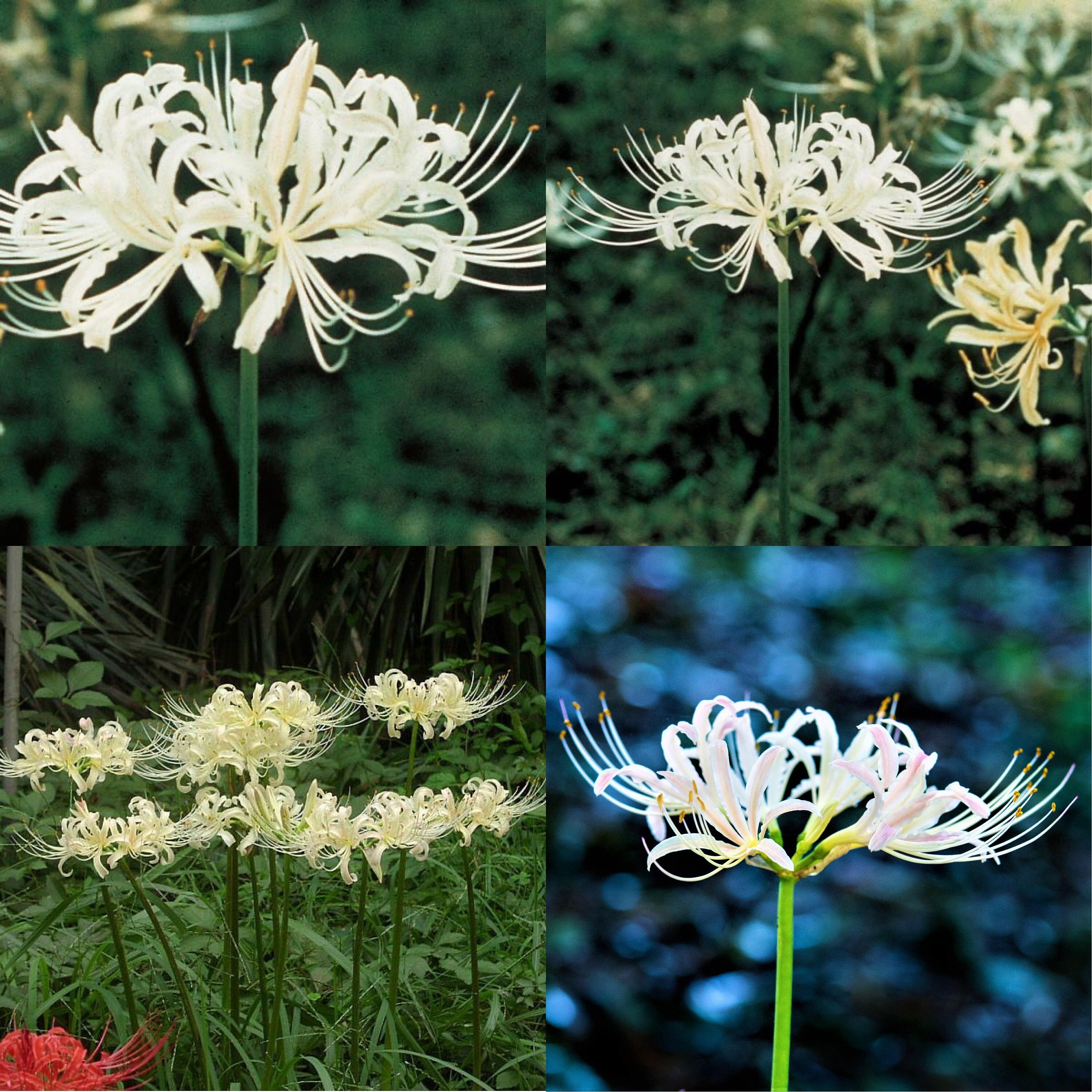 Craft Supplies & Tools Seeds & Bulbs 9 Lycoris Bulbs White Spider Lily ...