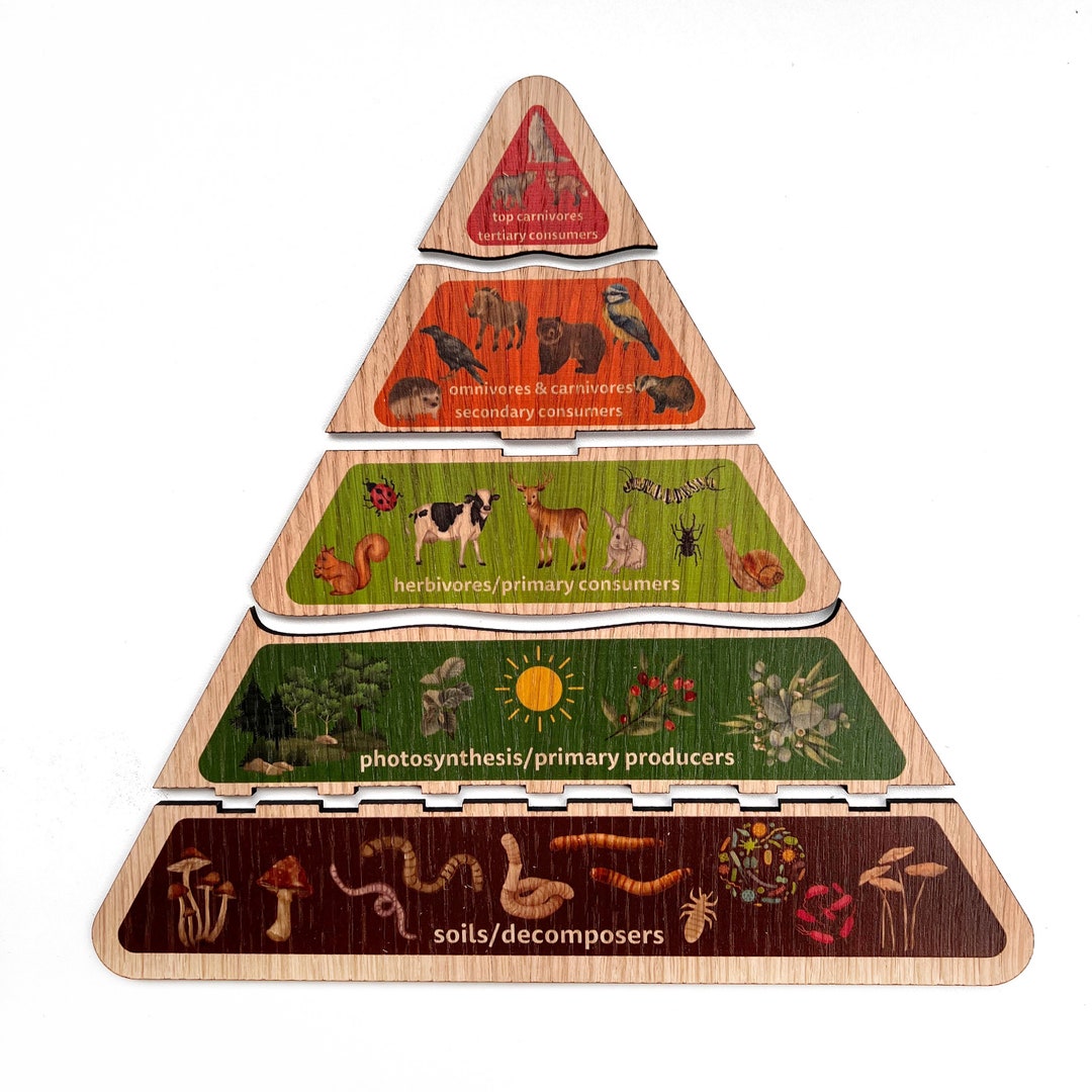 Ecological Food Web/ Hierarchy/ Chain - Wooden Self Correcting Puzzle ...