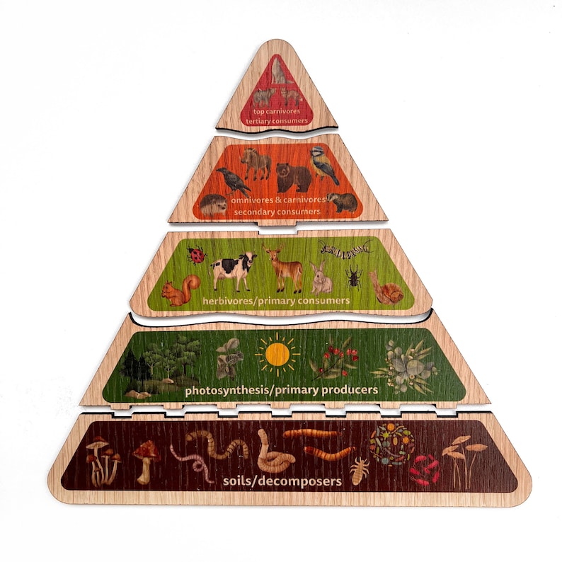 Ecological Food Web/ Hierarchy/ Chain - Wooden Self Correcting Puzzle ...