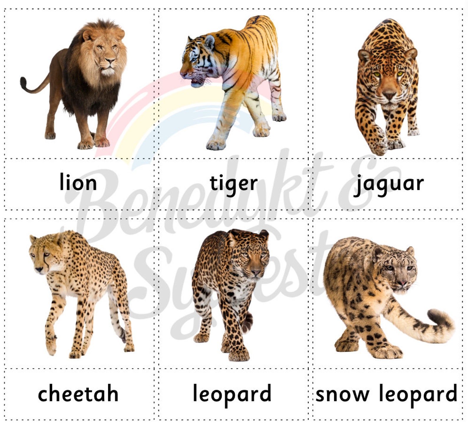 Montessori Activities 3 Part Cards Big Cats Lions Leopards Tigers ...