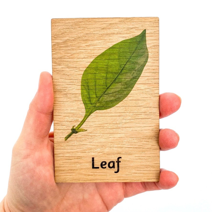 Montessori Wooden Parts of a Leaf Learning Tiles 9 Card Set (like 3 ...