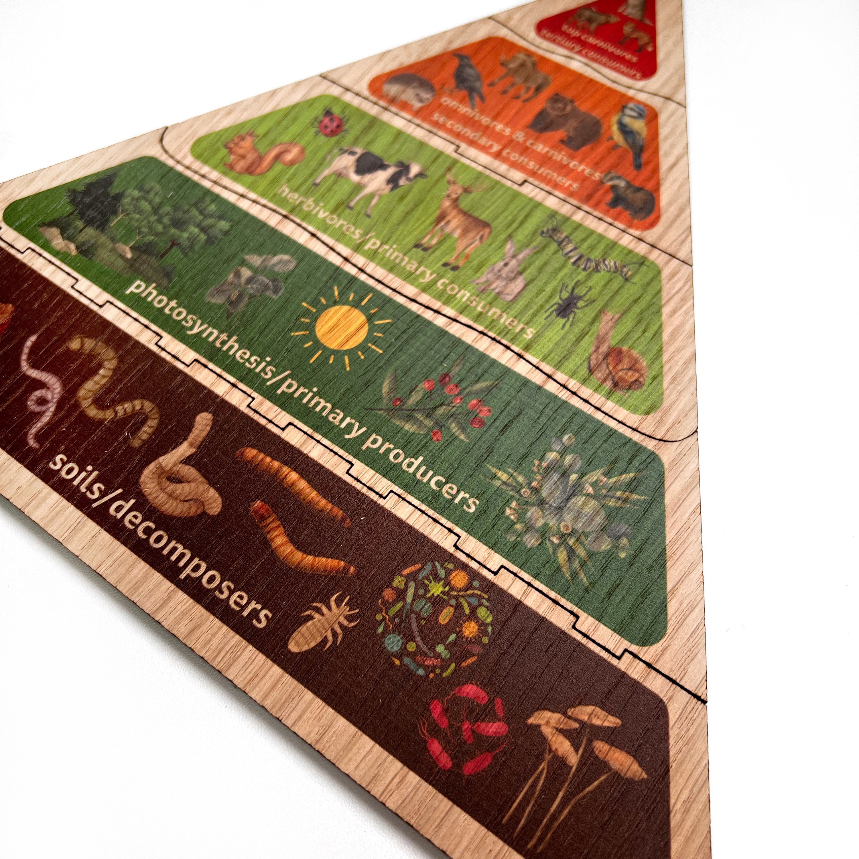 Ecological Food Web/ Hierarchy/ Chain - Wooden Self Correcting Puzzle ...
