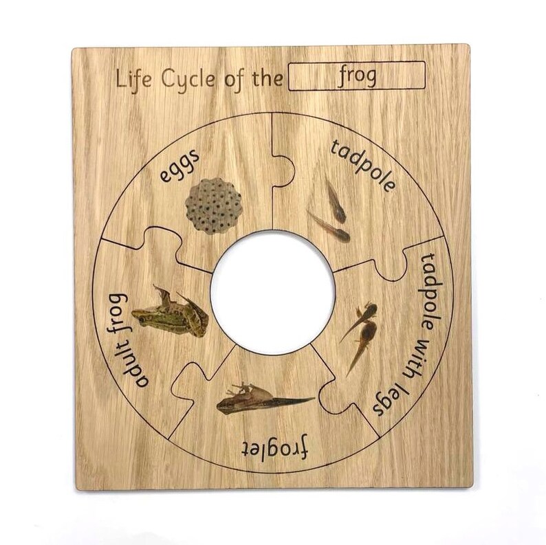 Wooden Life Cycle Puzzle Kids Montessori Learning Tool for EYFS ...