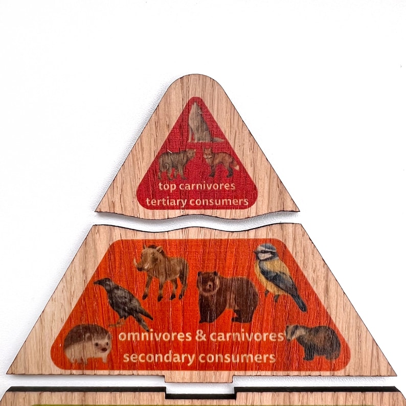Ecological Food Web/ Hierarchy/ Chain - Wooden Self Correcting Puzzle ...