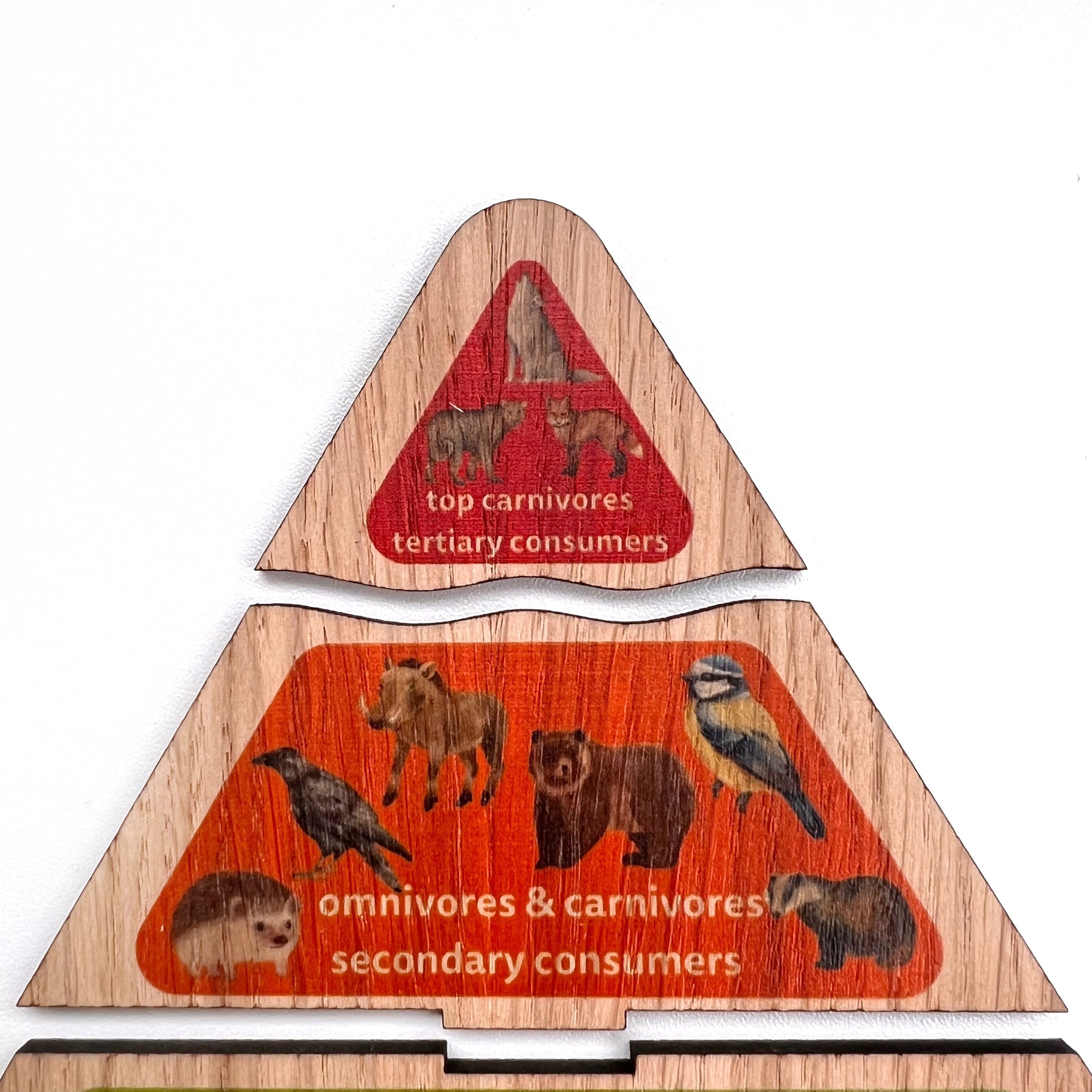 Ecological Food Web/ Hierarchy/ Chain - Wooden Self Correcting Puzzle ...