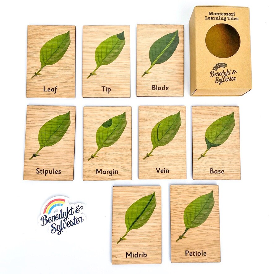 Montessori Wooden Parts of a Leaf Learning Tiles 9 Card Set (like 3 ...