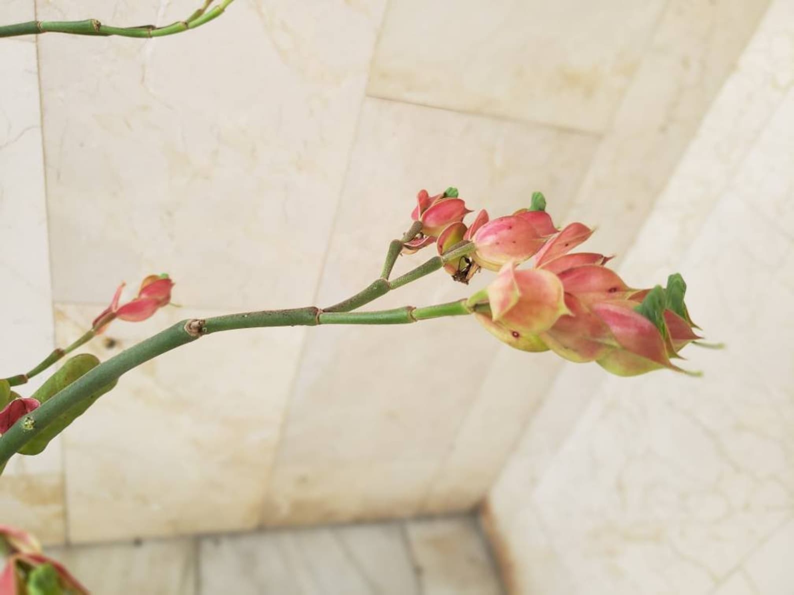 US-SELLER Pedilanthus Bracteatus 'Tall Slipper' Plant | Etsy