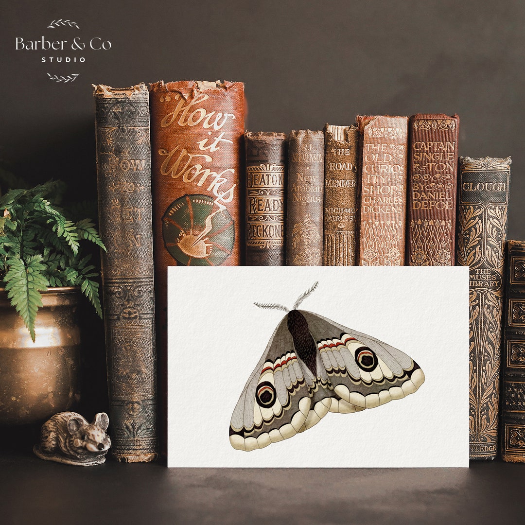 Moth Illustration - Digital Download, Printable Wall Art, Entomology ...