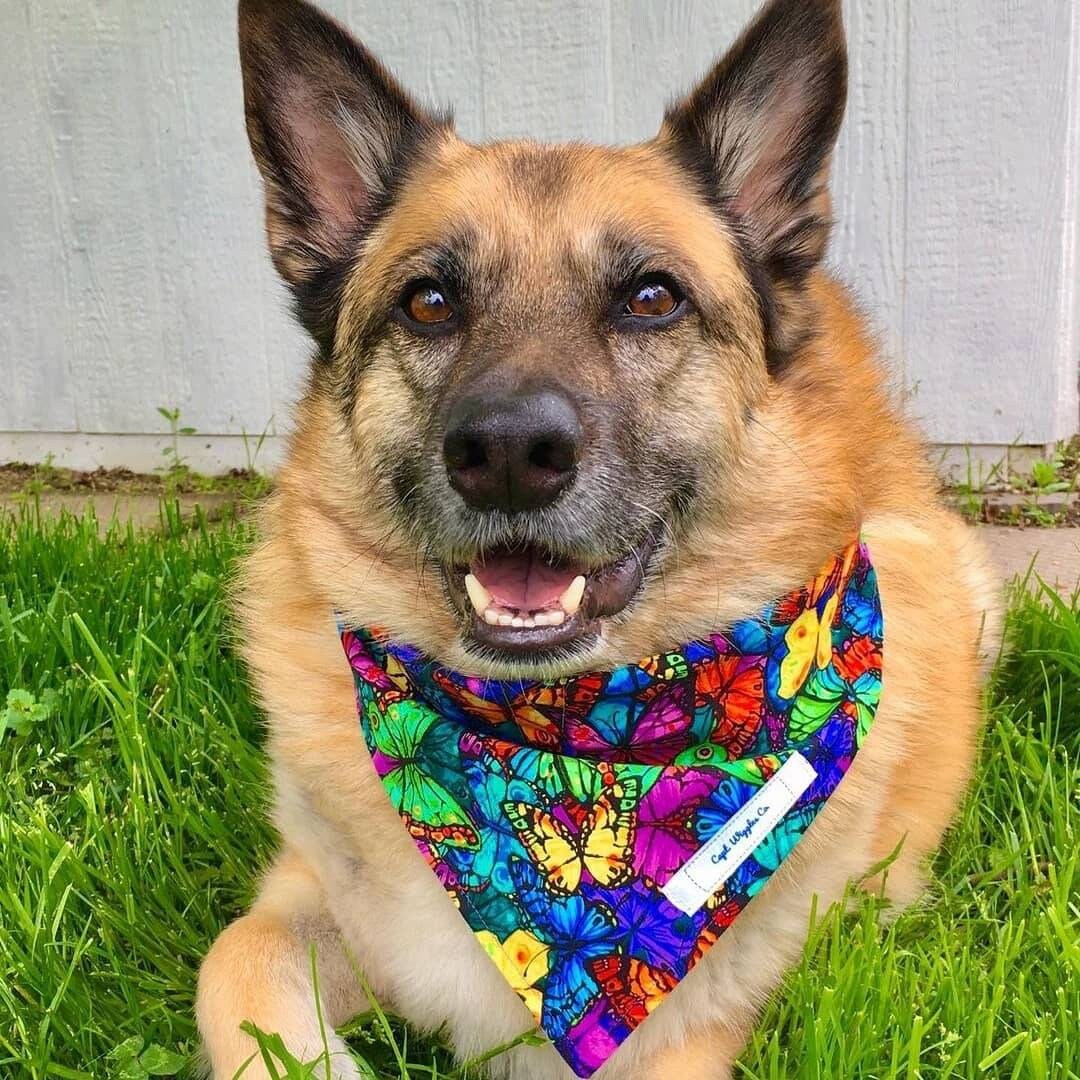 Butterfly Good Dog Autism Pet Bandana - Etsy
