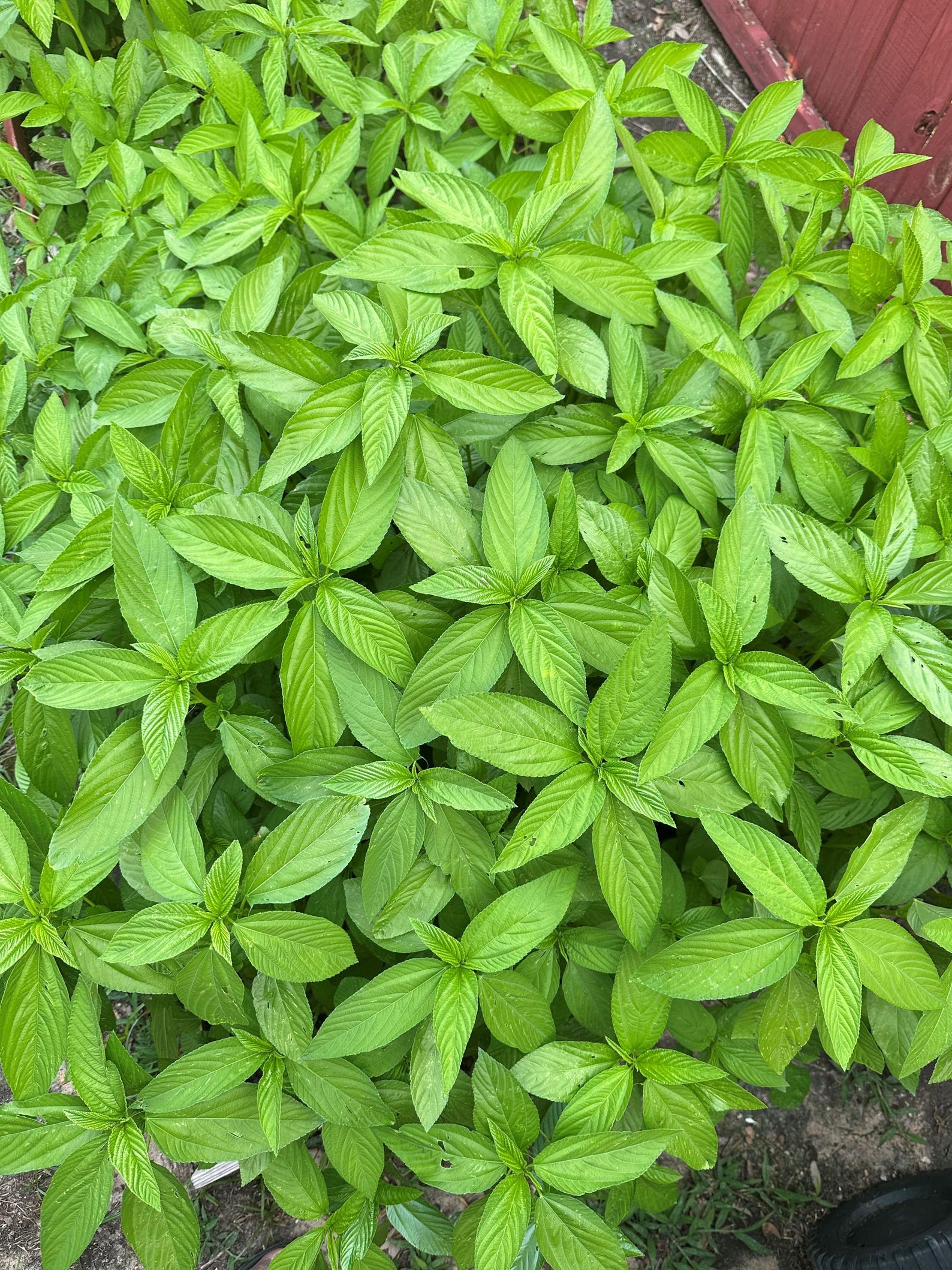 Organic Ewedu Seeds | Molokhia Jute Leaves | Krain Krain | African ...