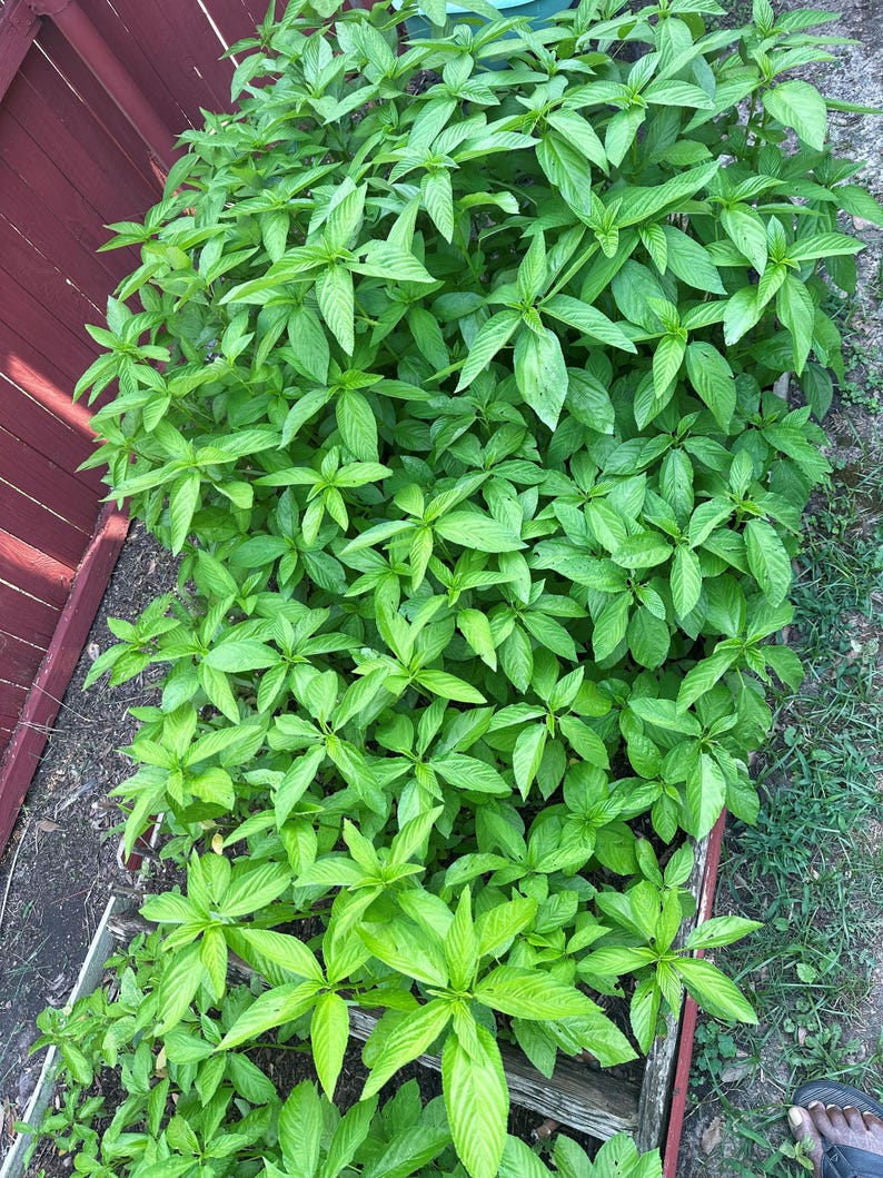 Organic Ewedu Seeds | Molokhia Jute Leaves | Krain Krain | African ...