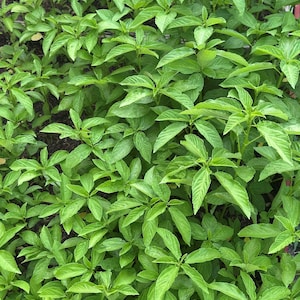 Organic Ewedu Seeds | Molokhia Jute Leaves | Krain Krain | African ...