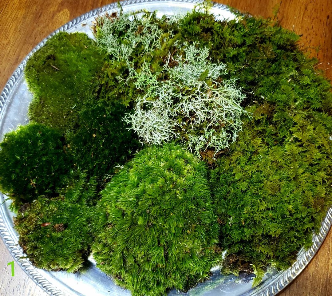 Live Fresh Moss Variety - Etsy