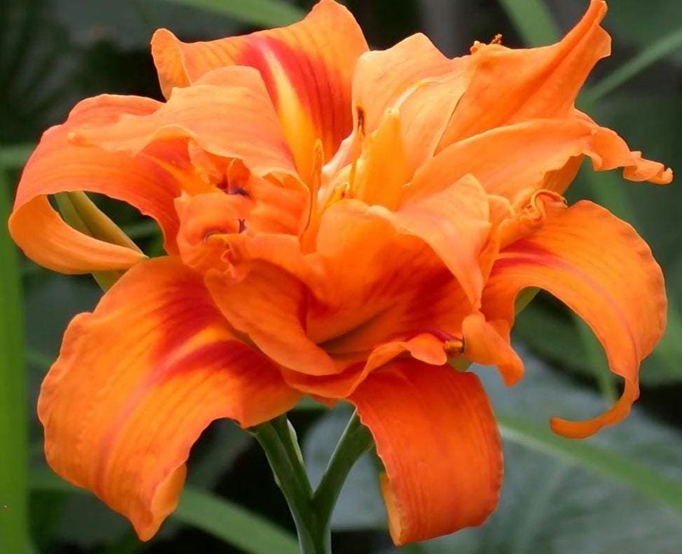 Variety of Orange Daylily Roots With Fans - Etsy