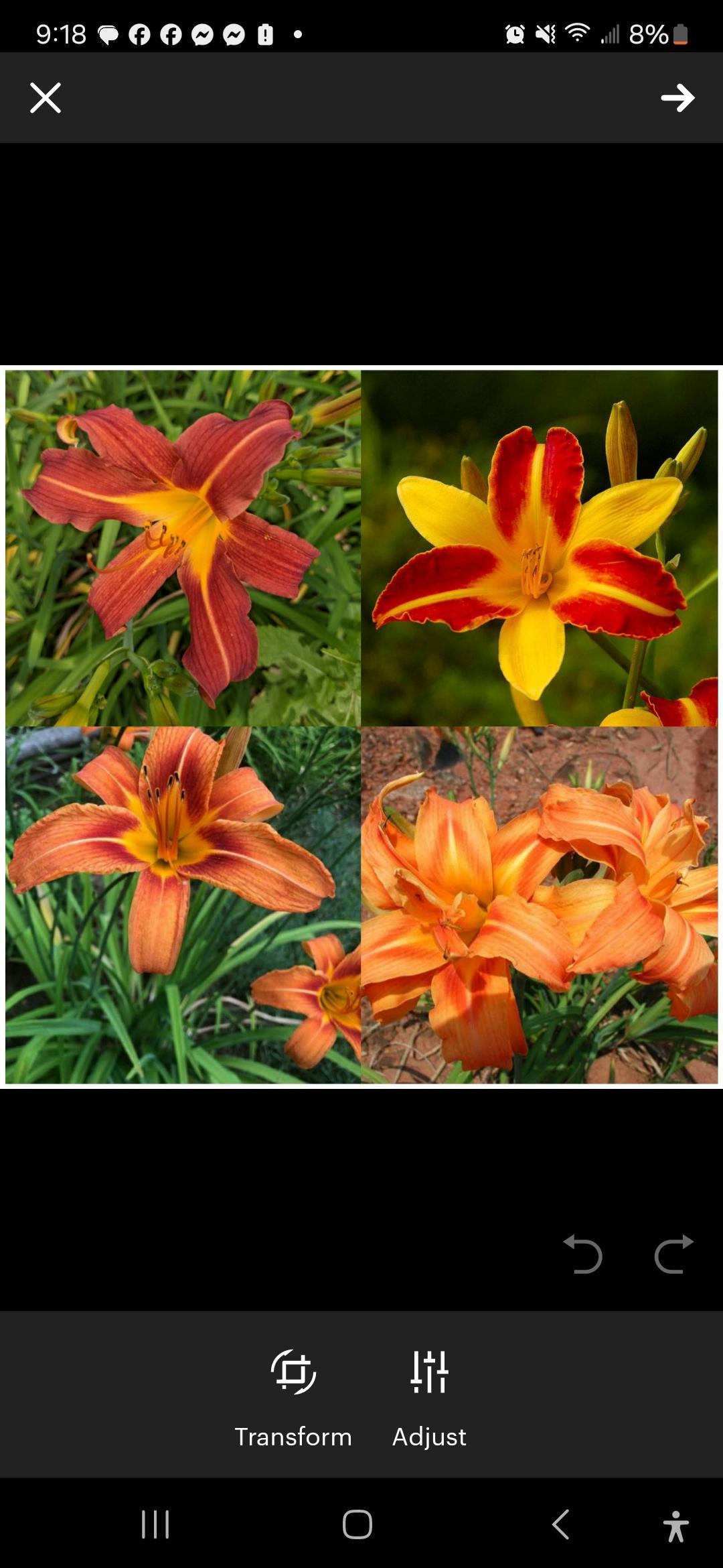 Variety of Orange Daylily Roots - Etsy