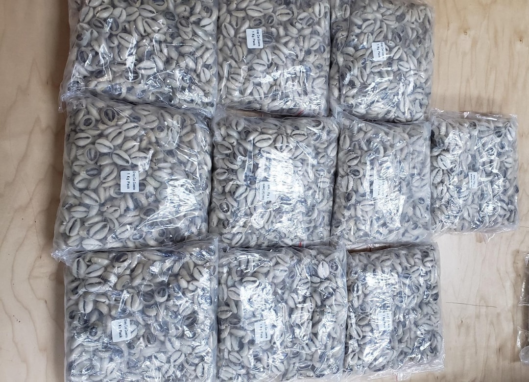 Grey Cut Cowrie 1 Kg Bag Ifa Babalawo Santeria - Etsy