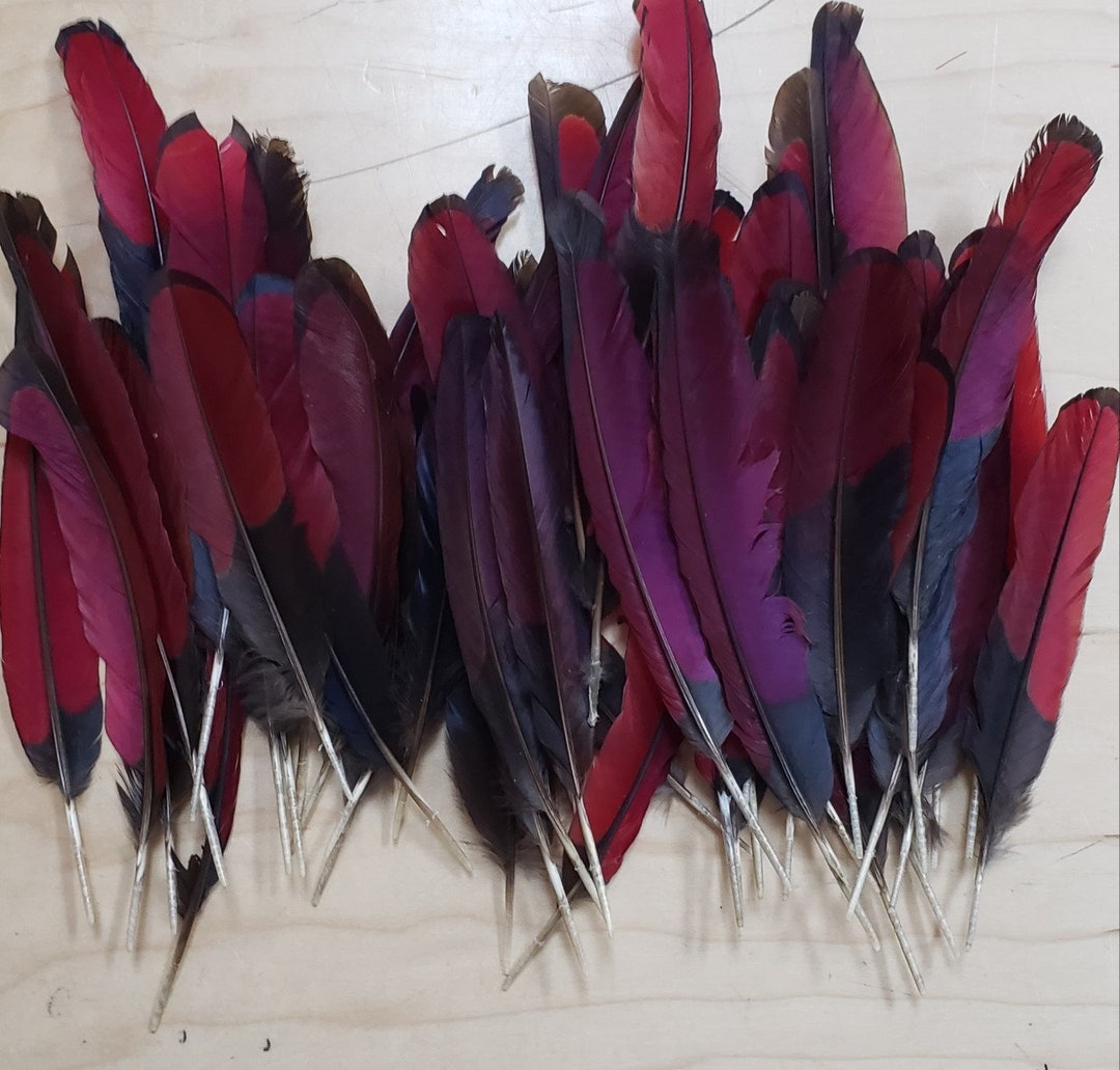 Pluma De Aluko , African Red Turako Bird .ifa Babalawo - Etsy